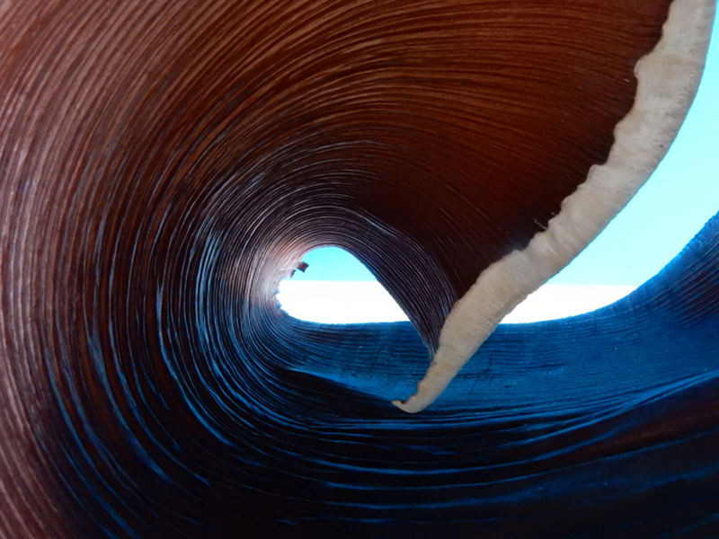 curl curl – Surfing Down South